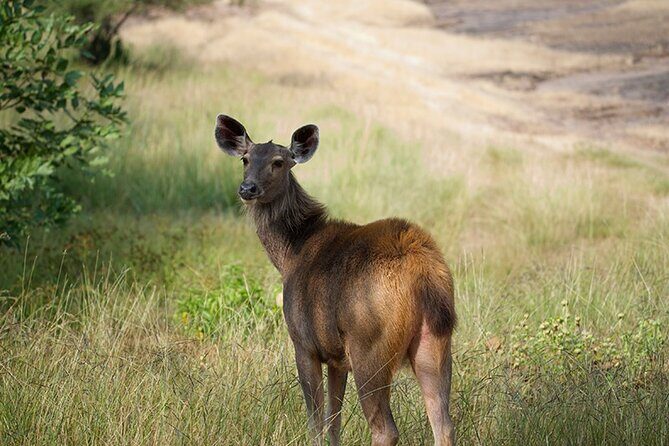 10 Days Private Tour of Wildlife in National Parks with Delhi, Agra & Jaipur - The Practicalities: What It Means for You