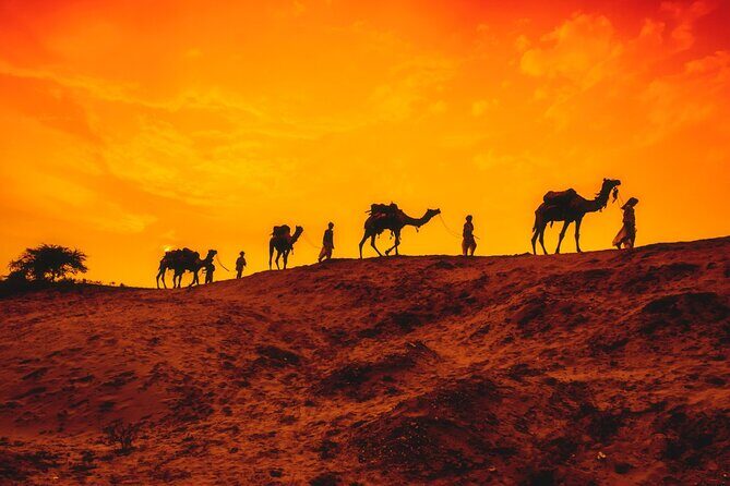 12 Day Classic Rajasthan Tour - Taj Mahal Tigers Lakes & Wildlife - The Itinerary: A Full Breakdown