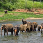 12 Days Tour Grand Discovery of Sri Lanka - A Detailed Breakdown of the Itinerary