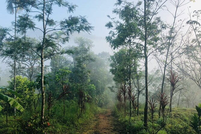 12 Hours Private Munnar Tour from Kochi - Lockhart Tea Factory: Behind the Scenes of Tea-Making