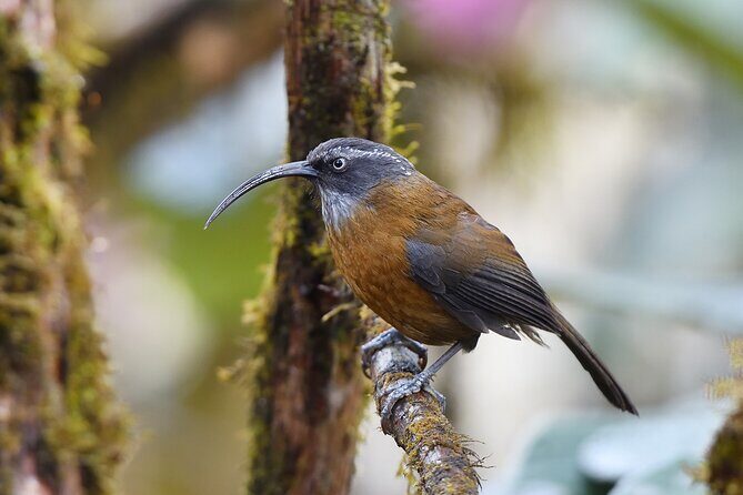 15-Day Bird Watching and Cultural Tour in Bhutan - Who Should Consider This Tour?