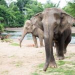 2 day 1 night Elephant World Kanchanaburi from Bangkok - What We Appreciate—and What to Consider