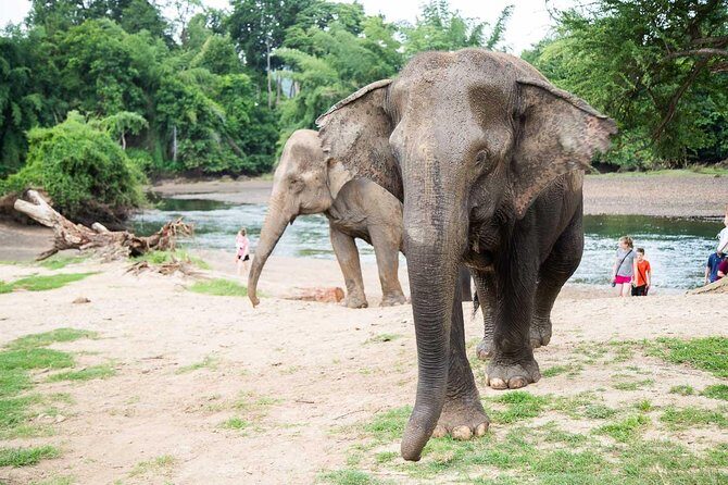 2 day 1 night Elephant World Kanchanaburi from Bangkok - What We Appreciate—and What to Consider