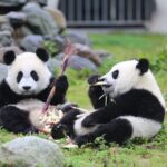 2-Day Private Tour to Chengdu City Highlights+Leshan Buddha from Shanghai by Air - FAQs