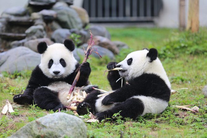 2-Day Private Tour to Chengdu City Highlights+Leshan Buddha from Shanghai by Air - FAQs