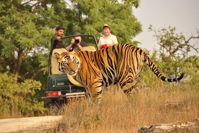 2-Day Ranthambore National Park Tour From Jaipur - Key Points