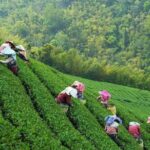 2-Day Unlimited Private Trip to Suzhou and Hangzhou by Bullet Train from Shanghai - Introduction: Is This Tour Right for You?