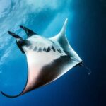 2 Days & 1 Night - 2 Dives in Lembongan/Penida (for certified divers) - Thorough Breakdown: What to Expect from the Tour