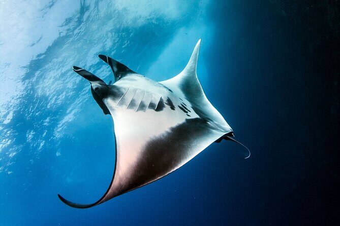 2 Days & 1 Night - 2 Dives in Lembongan/Penida (for certified divers) - Thorough Breakdown: What to Expect from the Tour