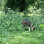 2 Days 1 Night Tour Of Parambikulam Nature Park - Final Thoughts