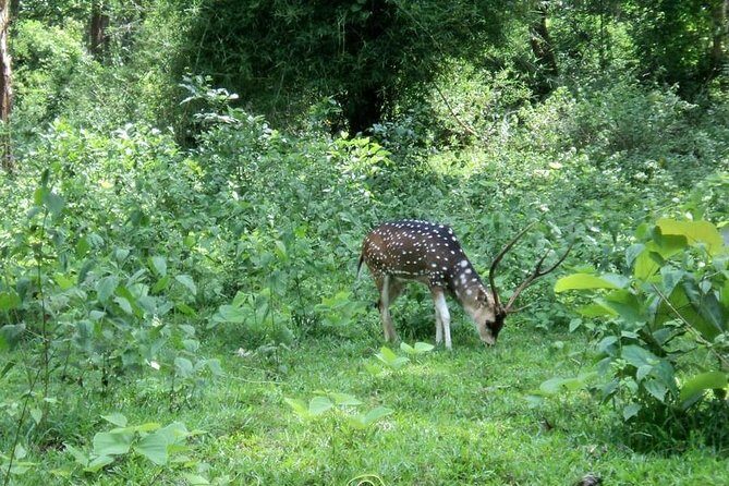 2 Days 1 Night Tour Of Parambikulam Nature Park - Final Thoughts