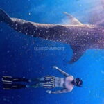 2 Days 1 Night Whale Shark Sharing - What You’ll Love