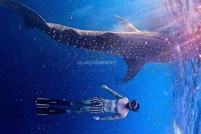 2 Days 1 Night Whale Shark Sharing - What You’ll Love