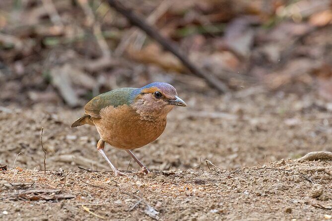 2 days Dalat bird watching tour - Discovering Dalat’s Bird Life: A Detailed Look