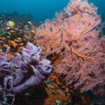 2 Days Discover Scuba Diving in Nusa Lembongan - Scuba Initiation - The Itinerary in Detail