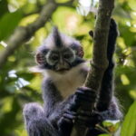 2 Days Ethical Jungle Trek in Sumatra - Authentic Experiences and Authentic Guides