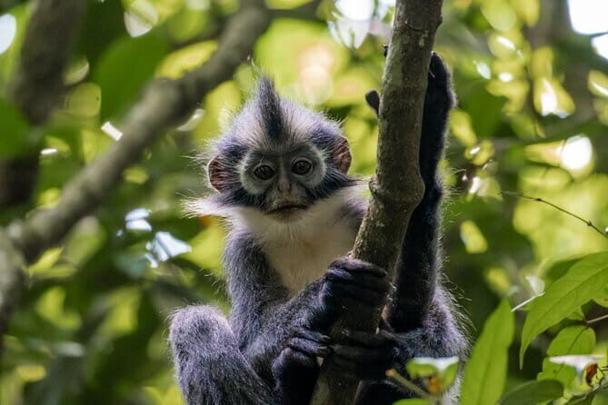 2 Days Ethical Jungle Trek in Sumatra - Authentic Experiences and Authentic Guides