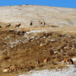 2 Days Hustai National Park and Nomadic homestay tour - A Detailed Look at the 2-Day Hustai National Park and Nomadic Homestay Tour