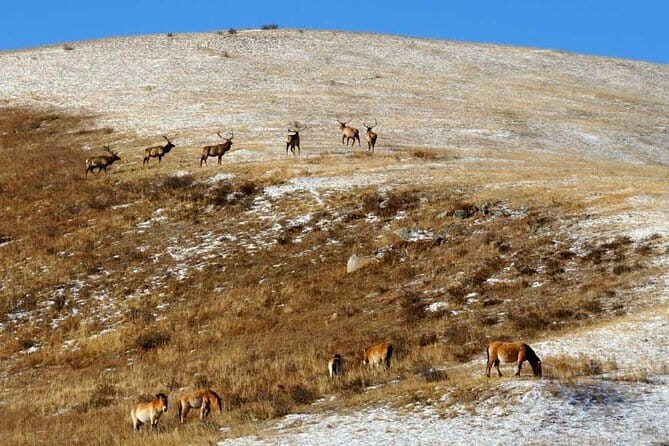 2 Days Hustai National Park and Nomadic homestay tour - A Detailed Look at the 2-Day Hustai National Park and Nomadic Homestay Tour