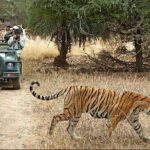 2-Days Private Ranthambhore Tiger Tour from Jaipur - The Highlights of This Tour