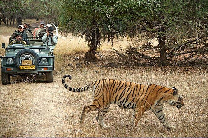 2-Days Private Ranthambhore Tiger Tour from Jaipur - The Highlights of This Tour