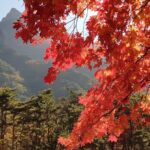 2 days Private Tour : Mt Seorak & Naksansa Temple & Nami Island 'from Seoul' - Why This Tour Offers Good Value for Travelers