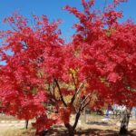 2-days: Real Hiking to Mt Seorak Summit(1,708m) with Professional Mountaineer - Authenticity and Traveler Feedback