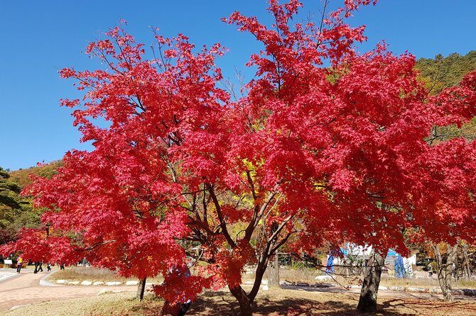 2-days: Real Hiking to Mt Seorak Summit(1,708m) with Professional Mountaineer - Authenticity and Traveler Feedback