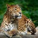 2 Days Tour to Udawalawe & Yala National Park From Negombo - Transportation and Comfort