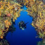 2 dives in Cozumel (for certified divers only) - Authentic Experiences & Real Feedback