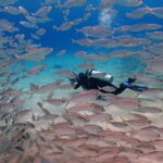 2 Fun Dives in Racha Yai or Noi for Certified Divers - Who Should Consider This Tour?