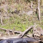 2 Hour Guided Clear Glass Bottom Kayak Tour Gilchrist Blue Spring - Is This Tour Worth the Price? Analyzing Value