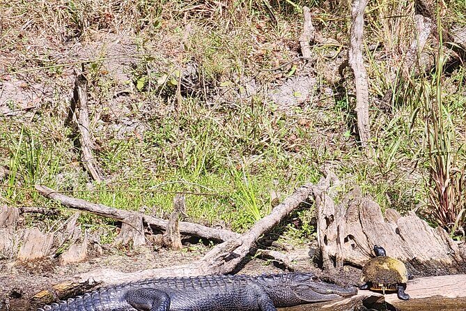 2 Hour Guided Clear Glass Bottom Kayak Tour Gilchrist Blue Spring - Is This Tour Worth the Price? Analyzing Value