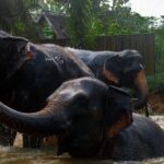 2-Hour Guided Eco-Tour & Transfer to Khaolak Elephant Sanctuary - The Impact of Ethical Practices