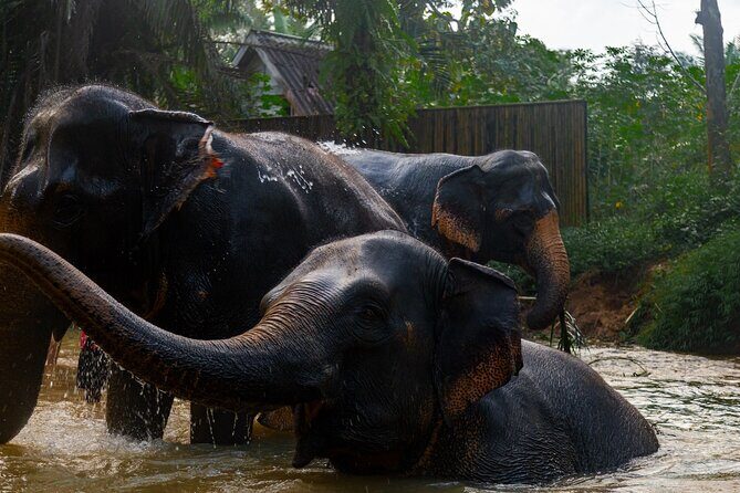 2-Hour Guided Eco-Tour & Transfer to Khaolak Elephant Sanctuary - The Impact of Ethical Practices