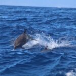 2 Hour Maui Dolphin Watch Sightsee Raft Tour (Semi-Private) - Who Should Consider This Tour?