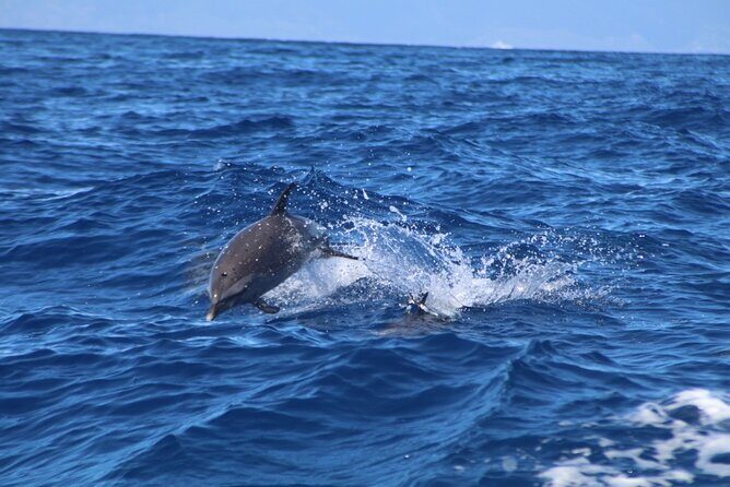 2 Hour Maui Dolphin Watch Sightsee Raft Tour (Semi-Private) - Who Should Consider This Tour?