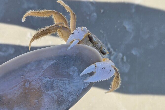 2 Hour Snorkeling and Dolphin Tour - Who Will Love This Tour?