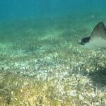 2 hour snorkeling in Arrecife de Puerto Morelos - Who Will Enjoy This Tour Most?