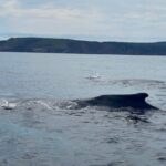 2 Hours Guided Whale and Bird Boat Tour in Bay Bulls - The Value of This Wildlife Tour