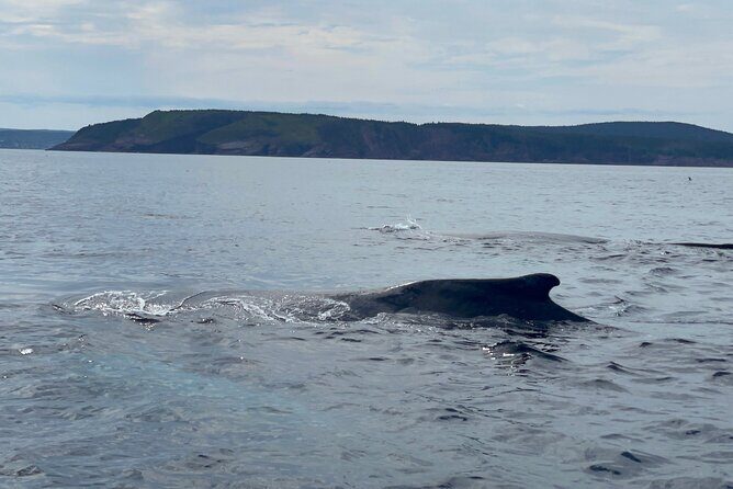 2 Hours Guided Whale and Bird Boat Tour in Bay Bulls - The Value of This Wildlife Tour