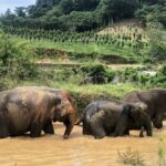 2 Hours Phuket Ethical Elephant Nature Park Visit - Final Thoughts