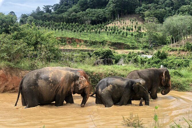2 Hours Phuket Ethical Elephant Nature Park Visit - Final Thoughts