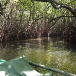 2 hours private Madu River Safari - How Good is the Value?
