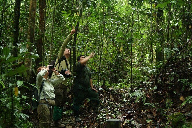 2-Night Danum Valley Borneo Rainforest Lodge Hiking and Wildlife Adventure - Day 2: Deep Forest Treks and River Relaxation