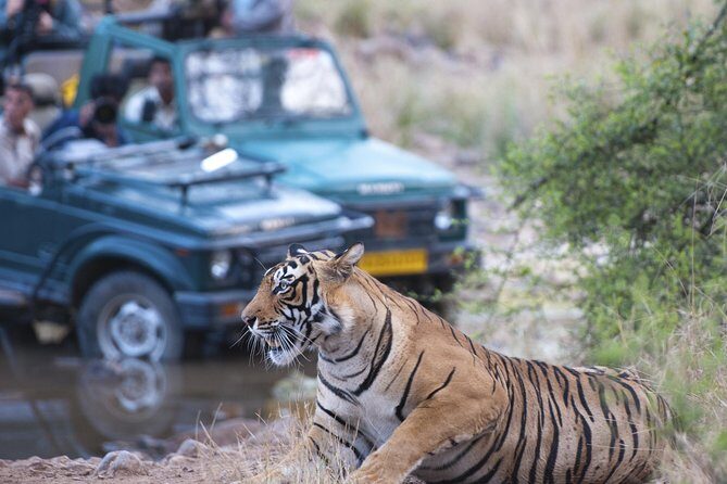 2-Night Private Ranthambore National Park and Wildlife Tour from Delhi - Practical Aspects and Considerations