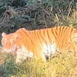 2 Nights 3 Days Chitwan National Park Package with Jeep Safari - Why This Tour Offers Great Value