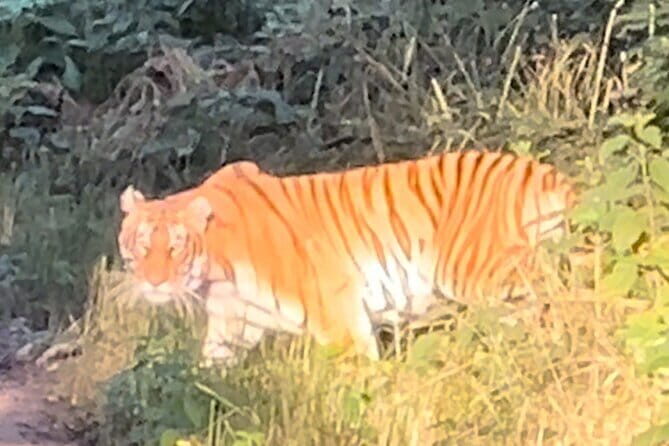 2 Nights 3 Days Chitwan National Park Package with Jeep Safari - Why This Tour Offers Great Value