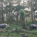 2 Nights 3 Days Chitwan Wildlife Jungle Safari Package Tour - Authentic Experiences and What Travelers Say