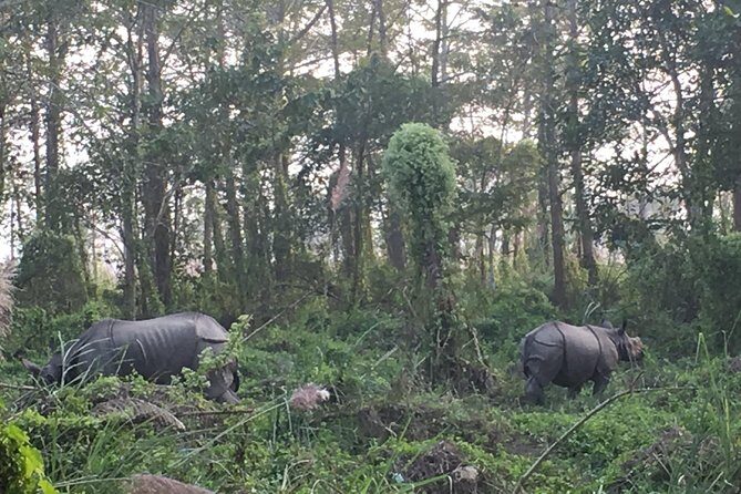 2 Nights 3 Days Chitwan Wildlife Jungle Safari Package Tour - Authentic Experiences and What Travelers Say